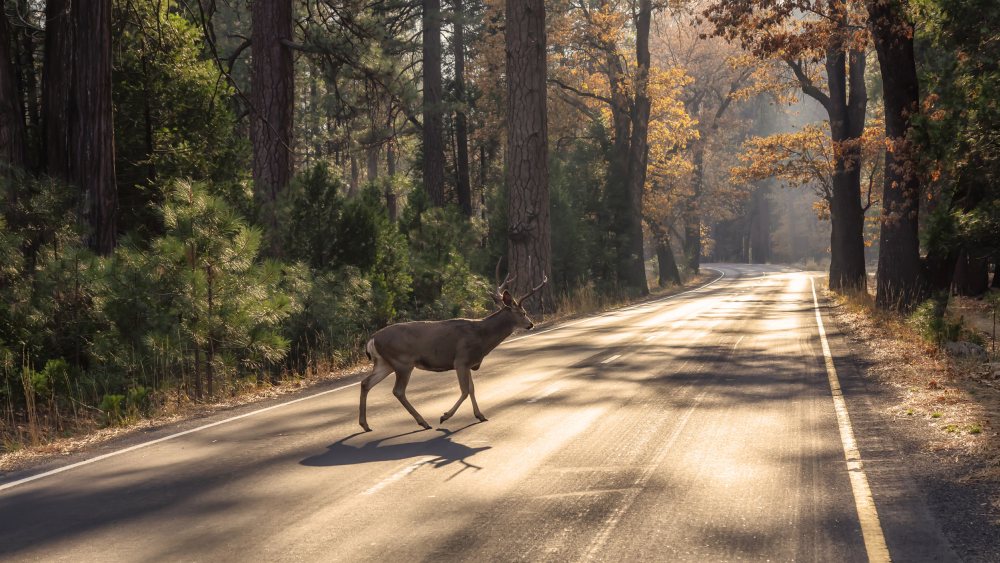 Odstraszacz dzikich zwierząt VIONN GO | autoEXPERT